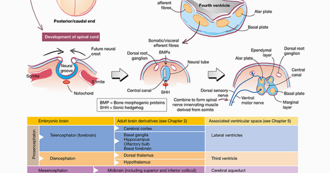 What I Learned Today: Neuro-embryology