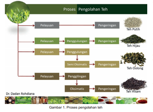 Proses Pengolahan Teh | Tentang Pangan