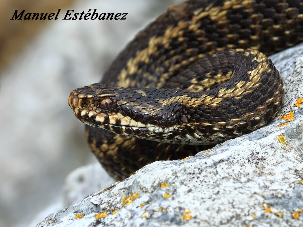 Miradas Cantábricas: Víbora de Seoane o víbora cantábrica (Vipera ...