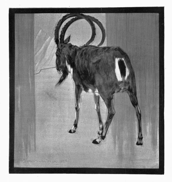 Animalarium: An Alphabet of Animals