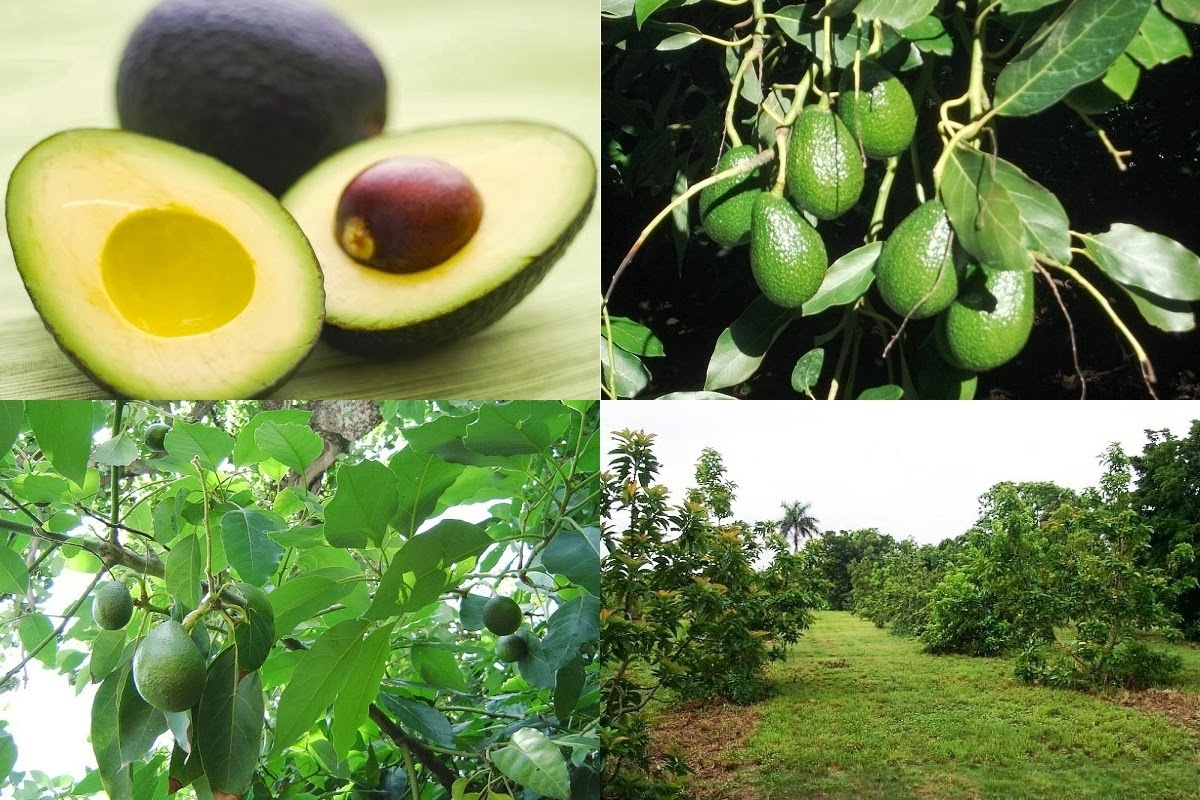 Business Ideas | Small Business Ideas: Avocado Farming Business | How ...