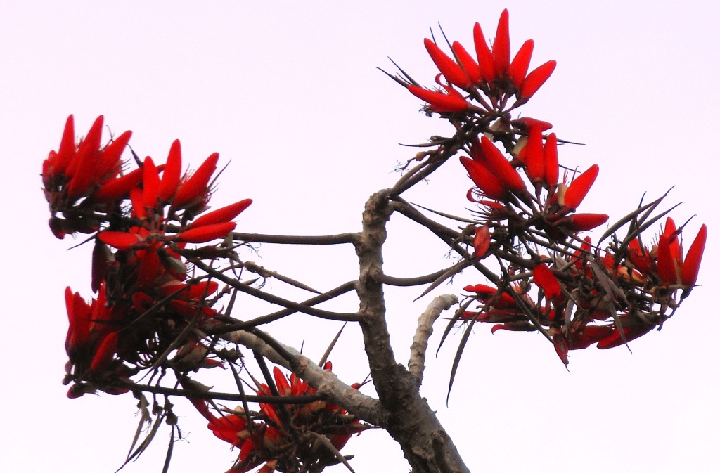 पुष्‍पांजलि: प्रकृति मां