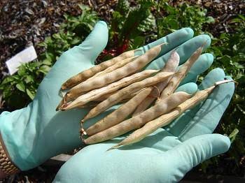 MUONGOZO MFUPI WA KILIMO CHA MAHARAGE