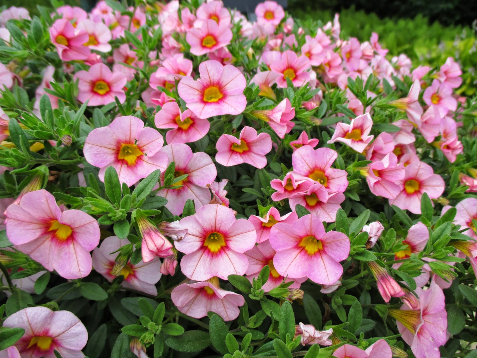 Rotary Botanical Gardens - Hort Blog: Cool Calibrachoas