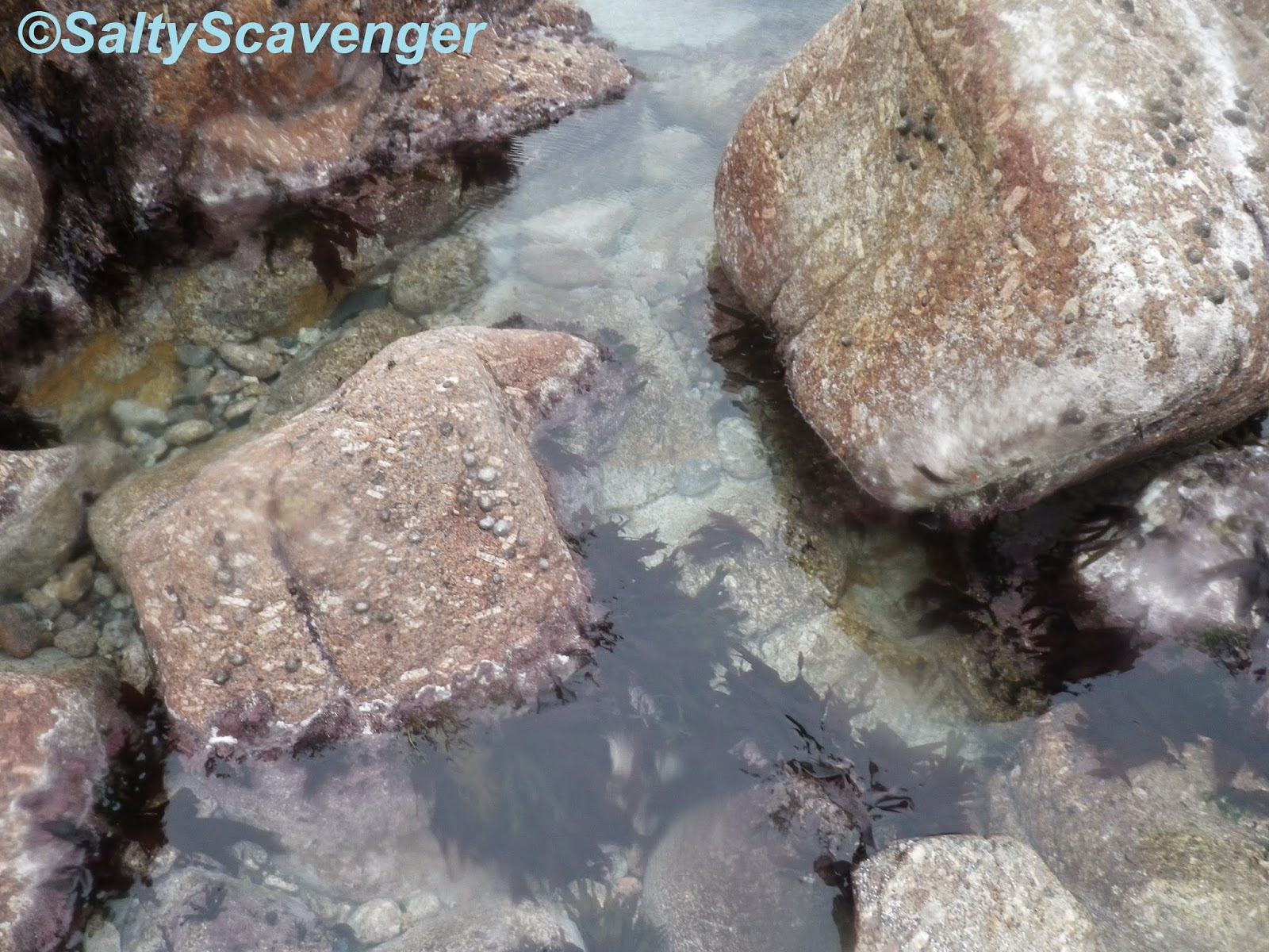 Rock Pooling: Rockpooling Destination: Revisit South- West Penwith ...