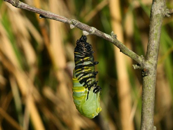 lL Vô Ưu: Câu chuyện cái kén bướm