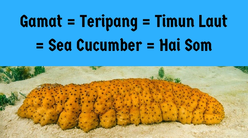 Gamat Extract Emulsion K-Link