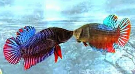 IKAN LAGA: 9 Gambar ikan Cupang Pelaga Aduan yang lagi Bertarung ...