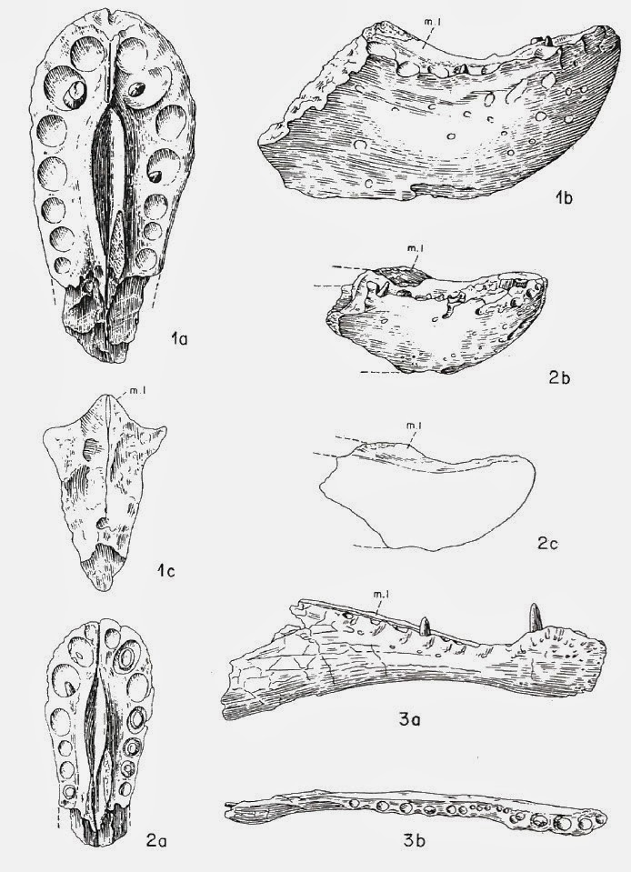 Espinossaurídeos : Cristatusaurus