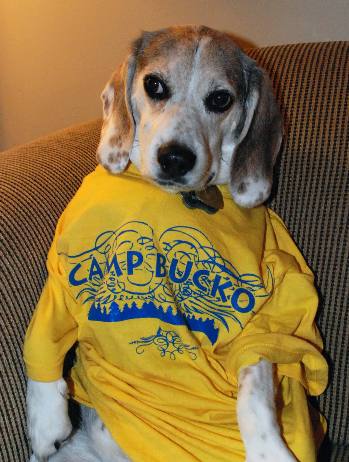 The Chronicles of Rilley: Rilley asks you to support Camp Bucko (and it ...