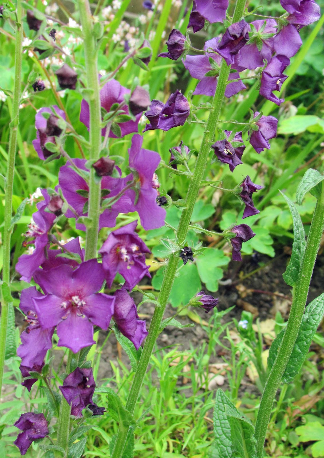 Woodlouse House: Purple Patch