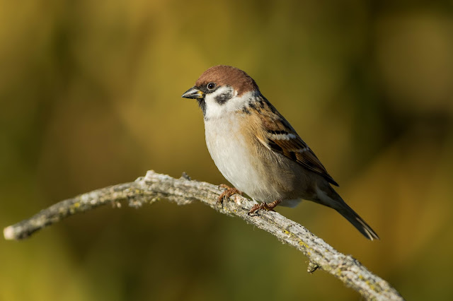 GORRION MOLINERO - Passer Montanus | Observatorio de la Naturaleza