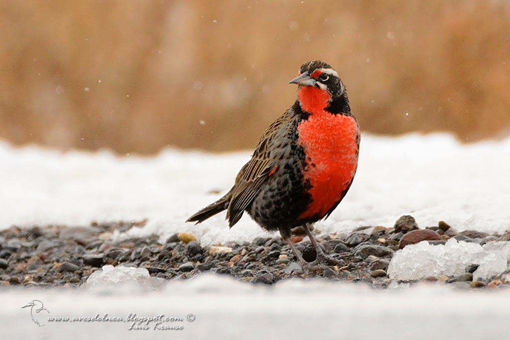 Aves del Nea: Loica común (Long-tailed Meadowlark) Sturnella loyca