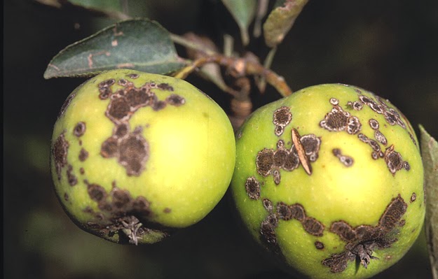The Fruit Growing Expert: Apples pests and diseases identifyer
