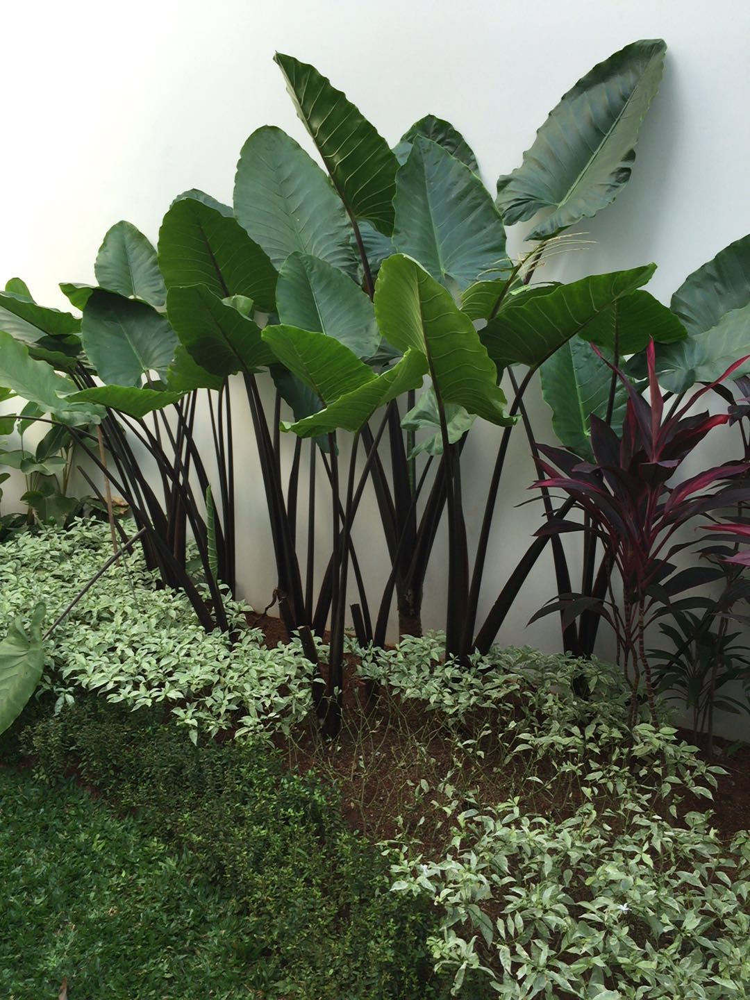 JUAL POHON SENTE HITAM | SENTE HITAM | TamanOnline