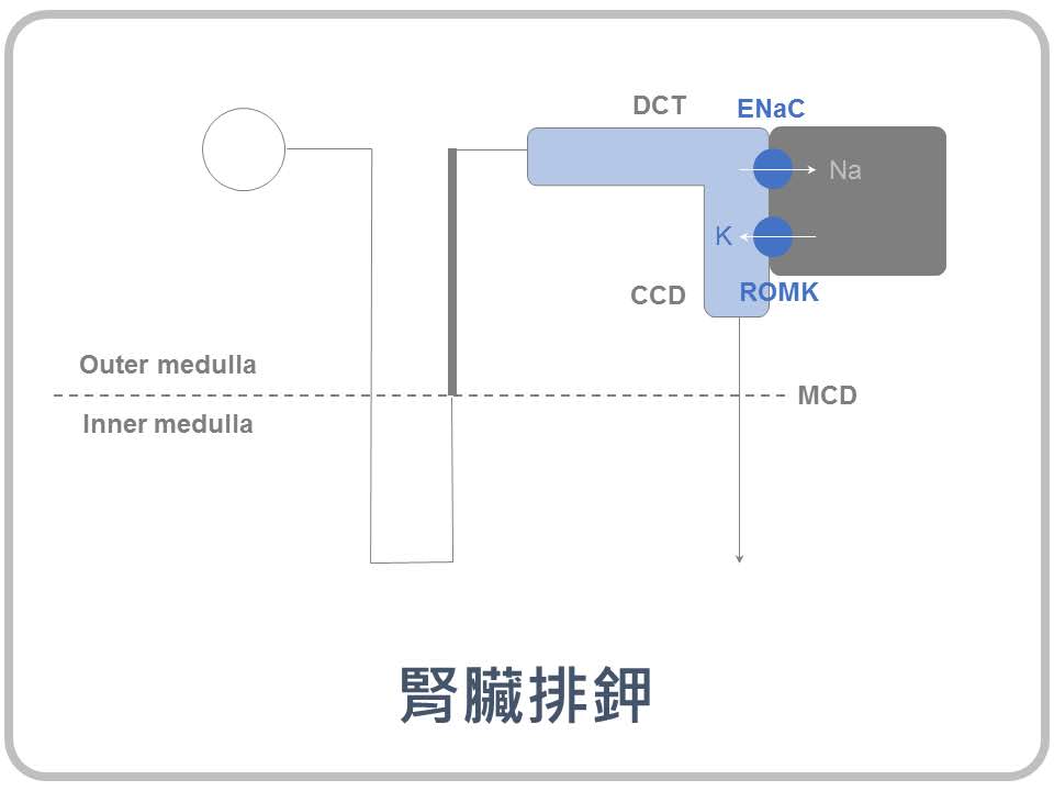 葉時孟醫師 - 高雄五甲、前鎮區佑鎮診所(雙RO洗腎中心): TTKG之生與死