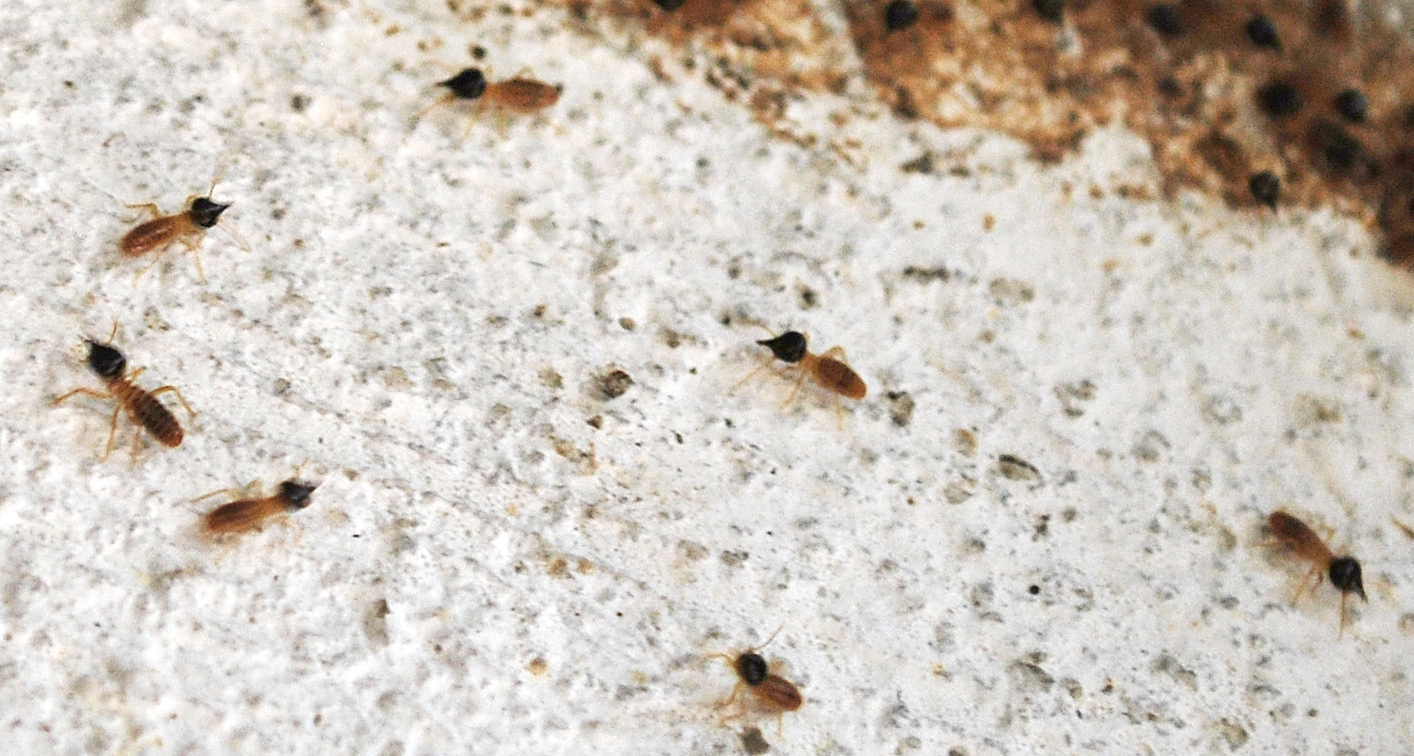 Humboldtina - Venezuela: Termiten - Isoptera - Comején