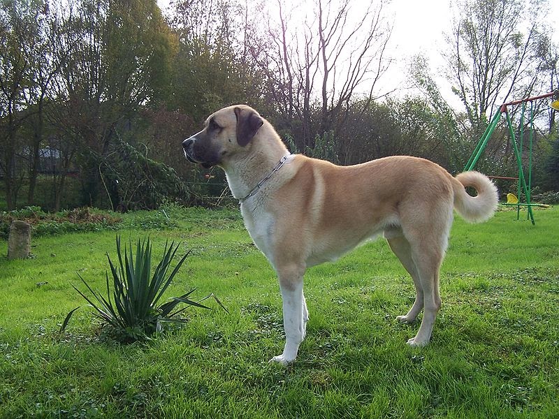 What Is A Kangal A Mix Of