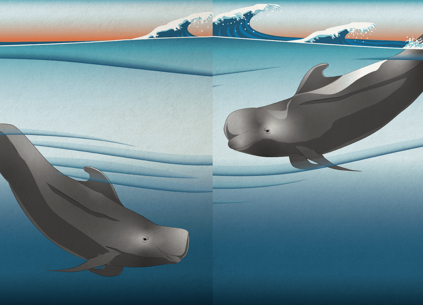 Species New to Science: [Cetacea • 2019] Globicephala macrorhynchus ...