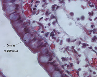 Manual interactivo de morfología celular: Morfología de células ...