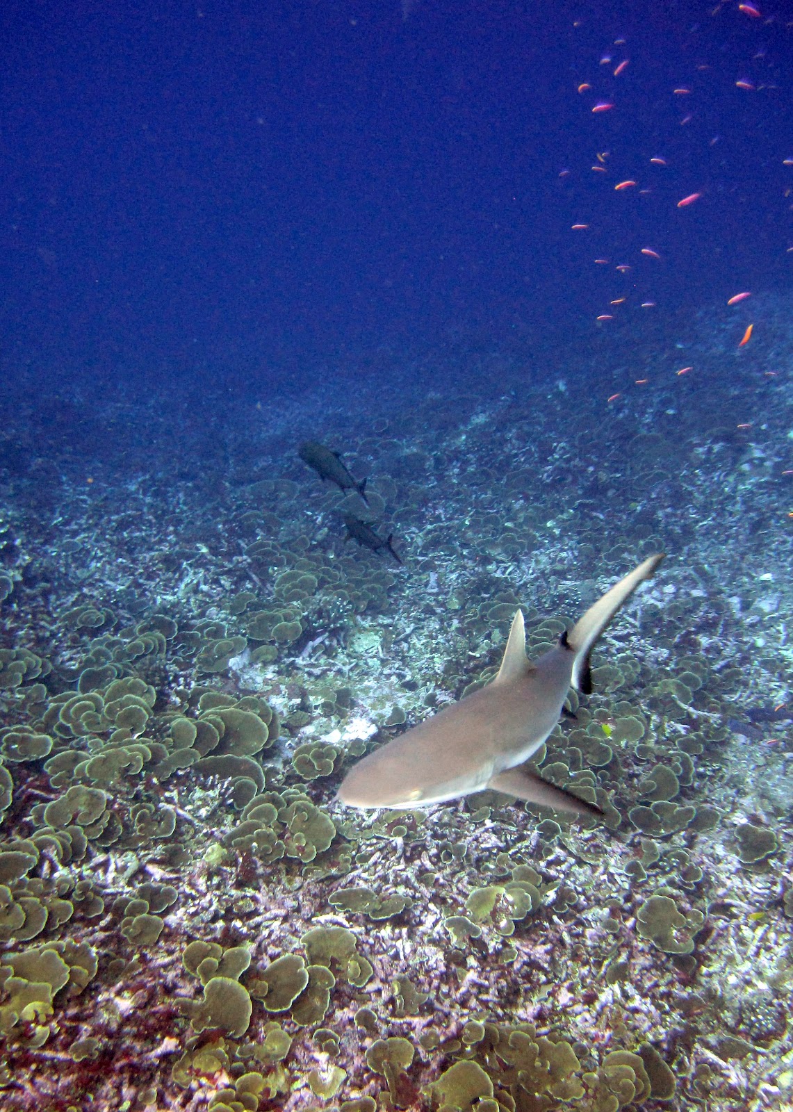 NOAA Coral Reef Ecosystem Division – Mission Blog: Predator Dominated Reefs