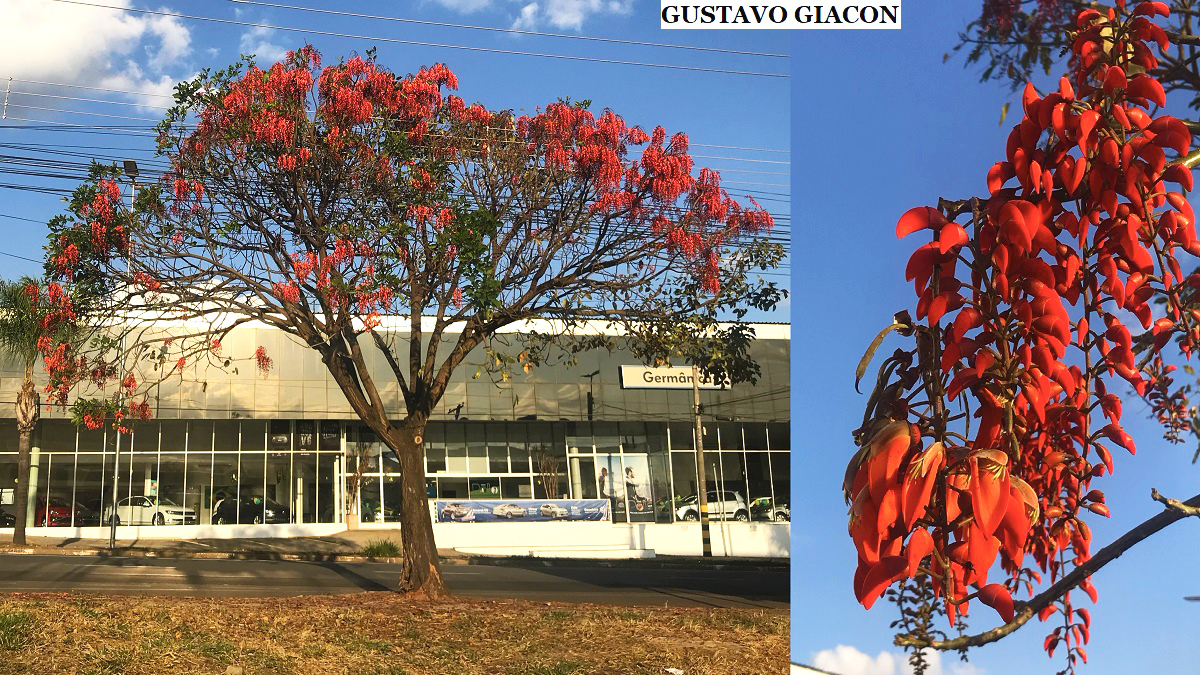 Viveiro Ciprest - Plantas Nativas e Exóticas: Eritrina Vermelha Alaranjada ou Corticeira da ...