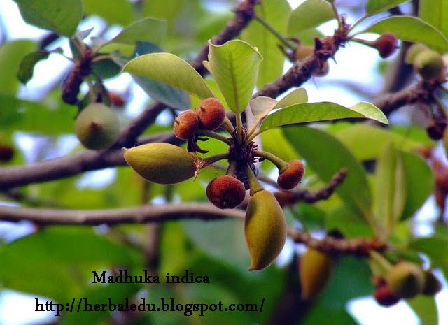 Madhuka indica - Me - මී - Herbal Plants of Asia