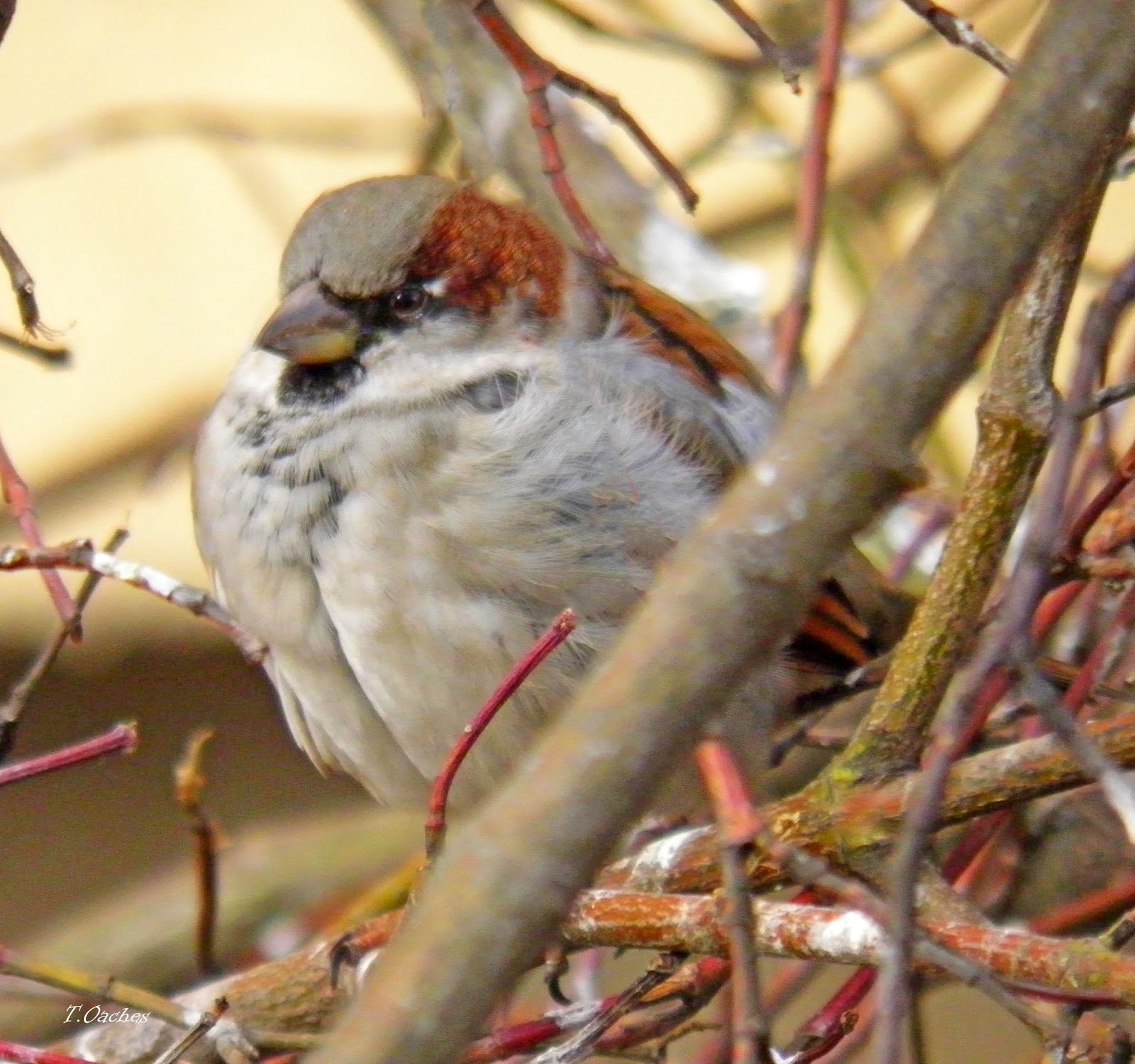 PASARI DIN ROMANIA: VRABIA DE CASA, Passer domesticus