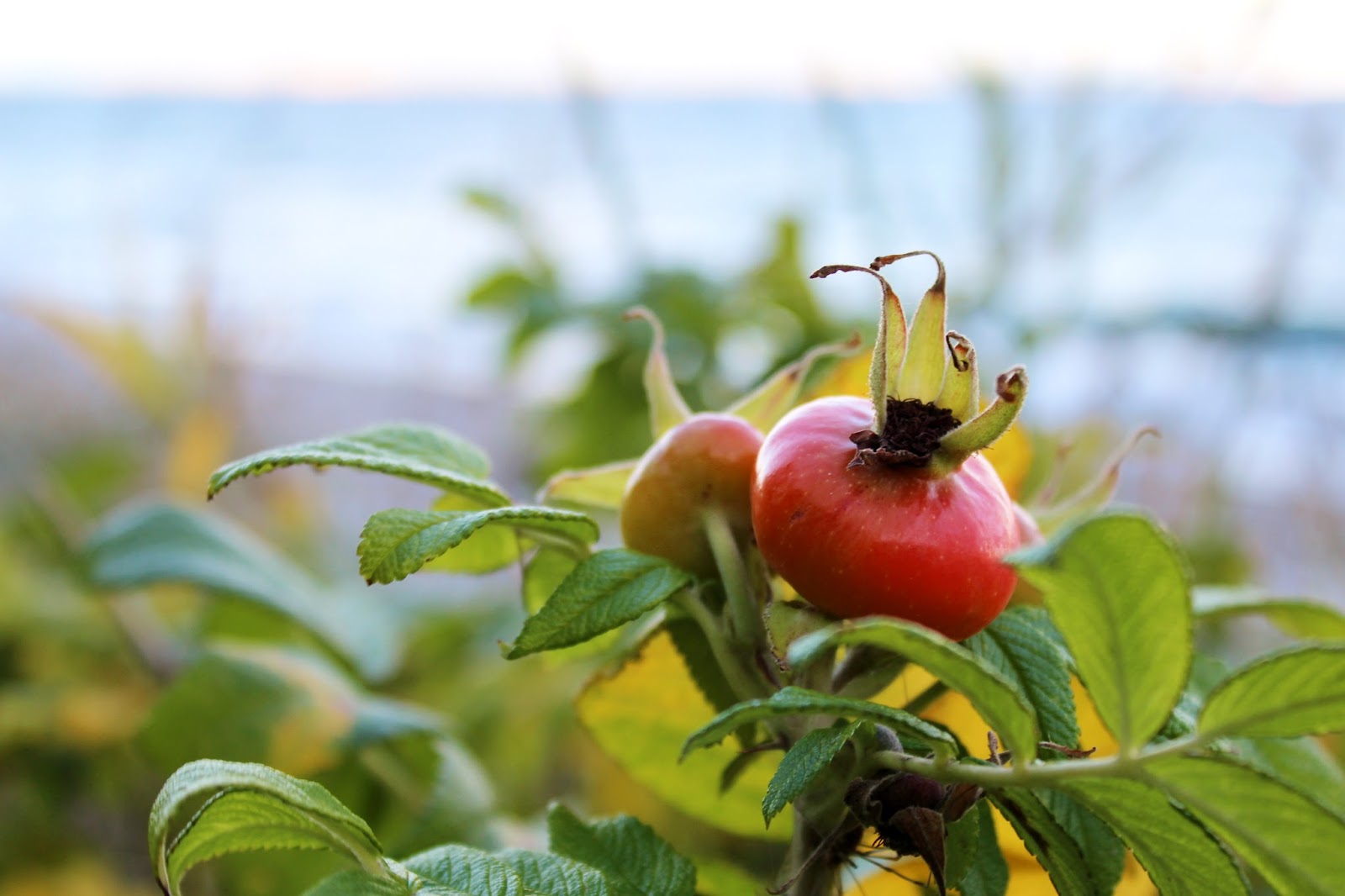 Smagsgal: Hyben & havtorn-sirup