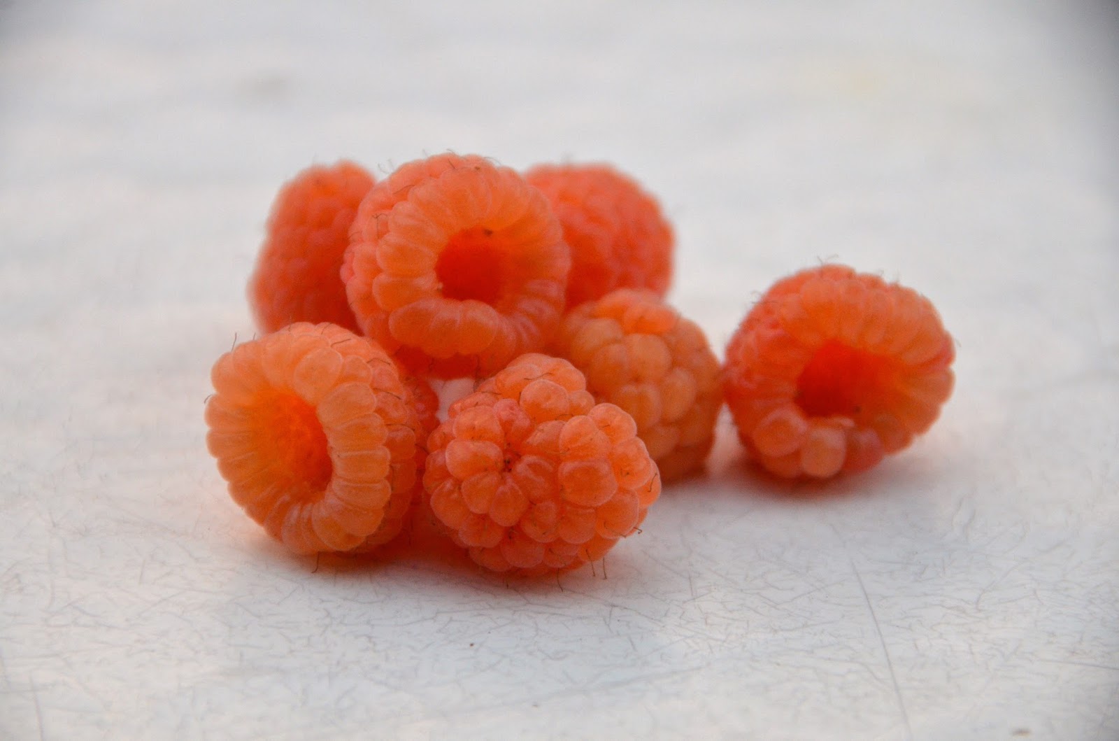 My Suburban Micro-Farm: Gold Raspberries - Another Edible Obsessive