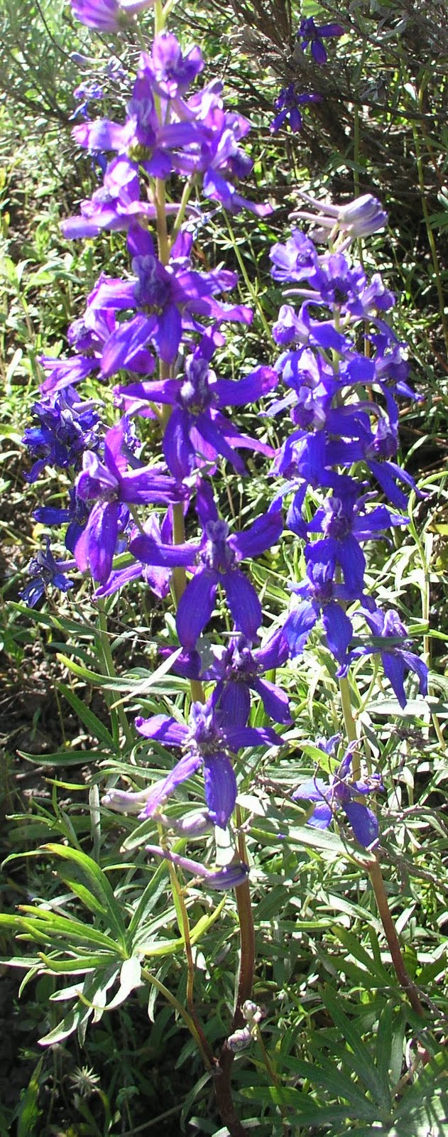 Happy ATV Trails: Even More Flora Near Vernon Reservoir