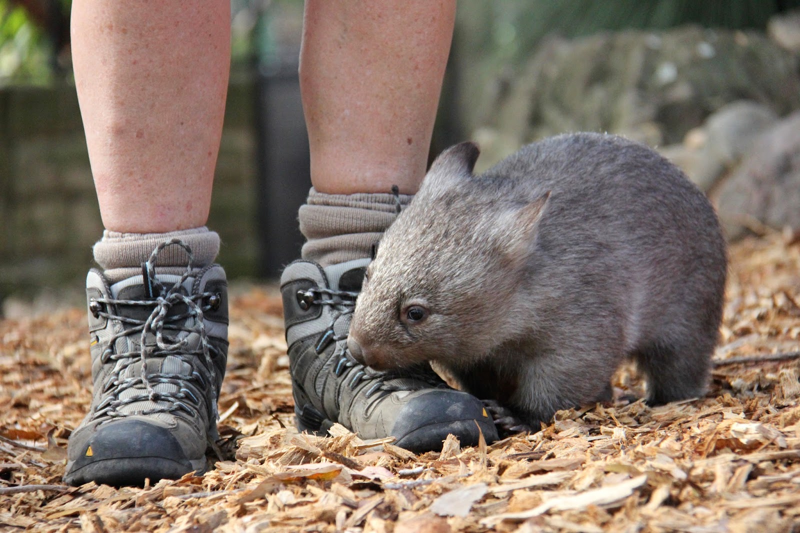 Small Animal Talk: Chloe the hand-reared wombat learns some wild skills