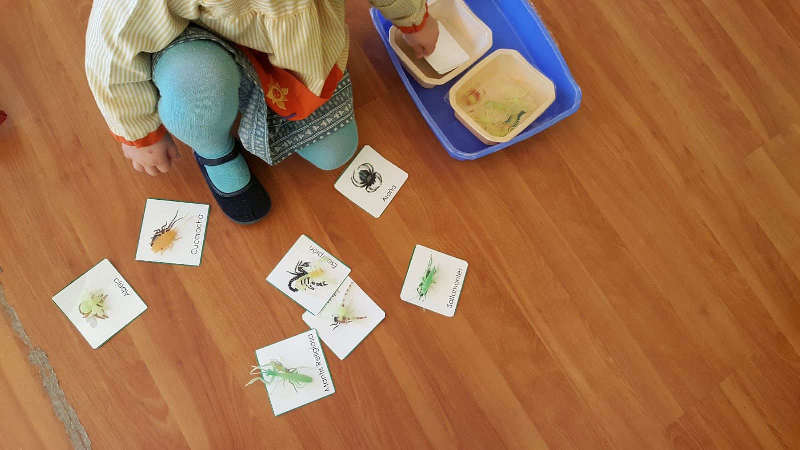 Proyecto los insectos