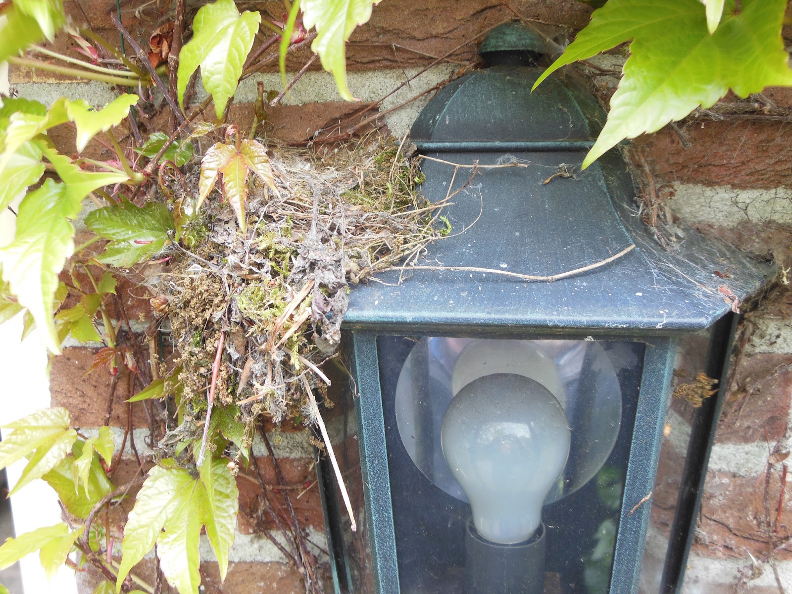 Langzame opmerkingen in een snelle tijd: Waar vindt de mus een huis?