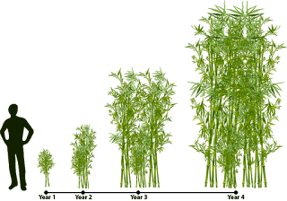 Filosofi Pohon Bambu, Membangun Pondasi Yang Kuat Sebelum Tumbuh.