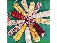 Notas Robert: EL MAIZ Y LA TORTILLA