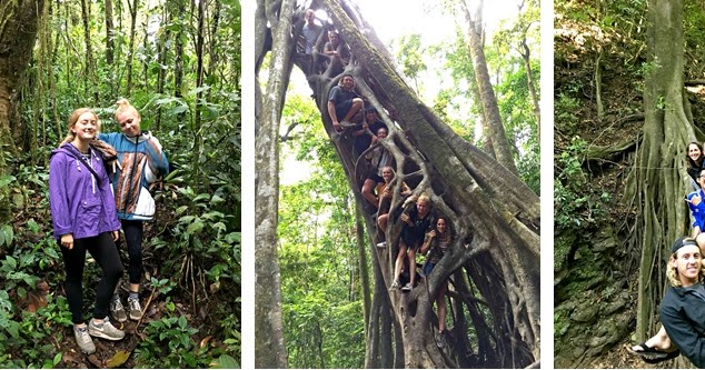 TrashType: Climbing the Ficus Tree in Monteverde, Costa Rica