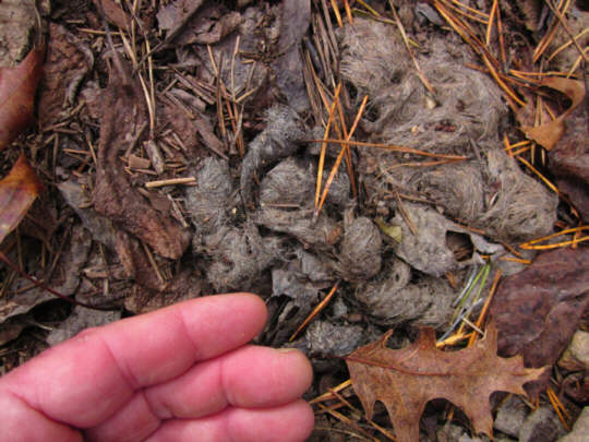Coyote Scat - The Story Inside The Poop | Wood Trails - Dave Brock