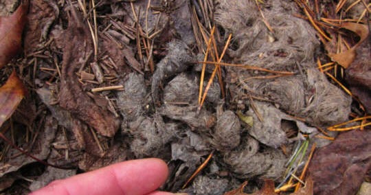 Coyote Scat - The Story Inside The Poop | Wood Trails - Dave Brock