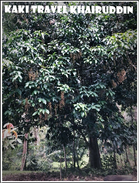 Kaki Travel: From Malaysia to the World with Khairuddin: Pokok Rambai ...
