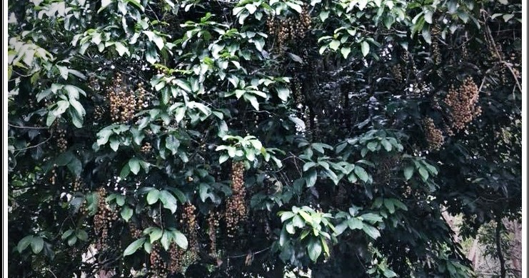 Kaki Travel: From Malaysia to the World with Khairuddin: Pokok Rambai ...