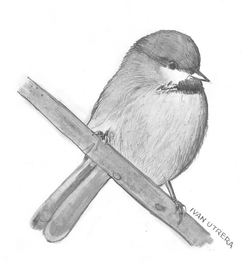 Pajaro dibujo a lapiz - Imagui