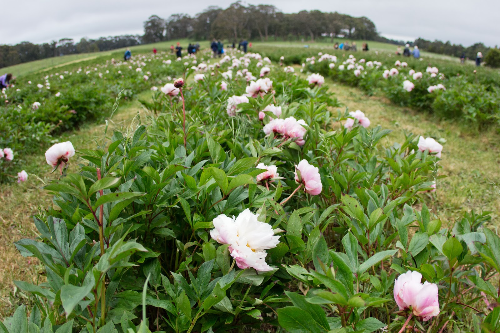 Spoonfuls of Wanderlust: Spring Hill Peony Farm & Macedon Ranges Weekender