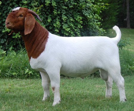 Jenis-jenis Kambing Pedaging Unggul | Gemar Ternak dan Kicau Burung