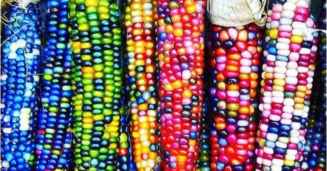 Milho (Zea mays) | Origem e História do Milho ~ Klima Naturali™