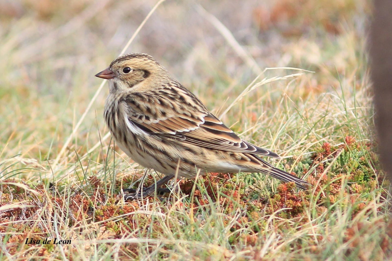 Birding with Lisa de Leon: Lapland Longspur