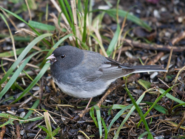 Not a Slate-colored Junco! The Cassiar Junco - Pacific NW Birder