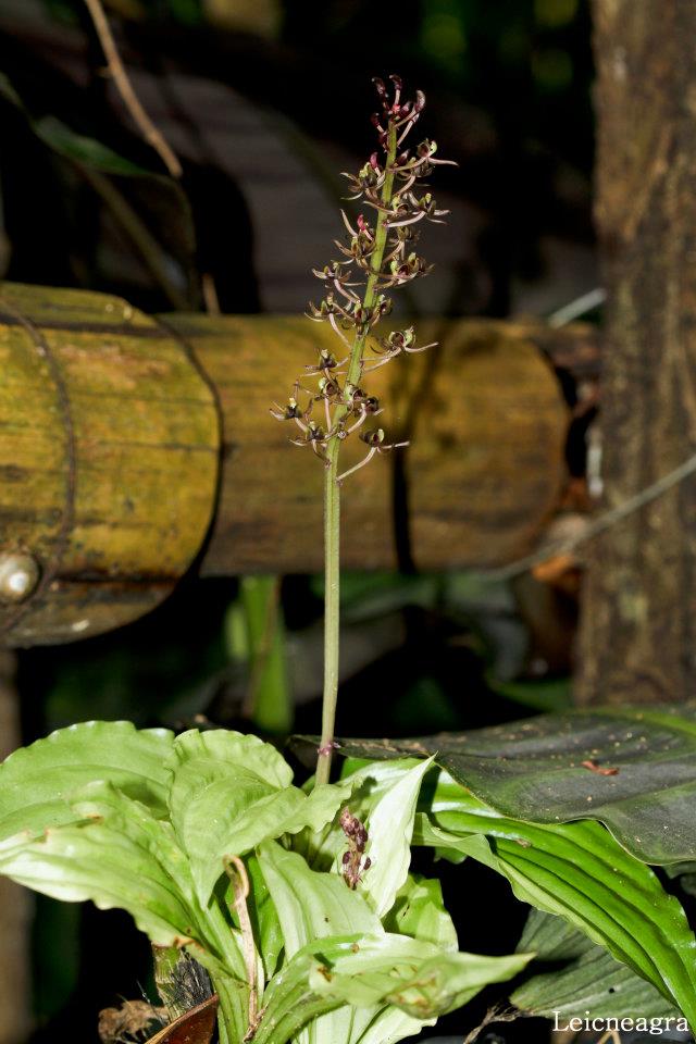 Wild orchids in sumatra: Liparis rheedei Lindl., 1830