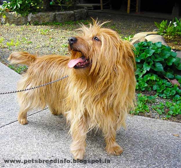Australian Yorkshire Terrier Dog HD Wallpapers Free Download | All ...