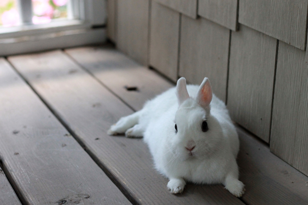 The Dapper Bun: Memorial Weekend Wrap Up